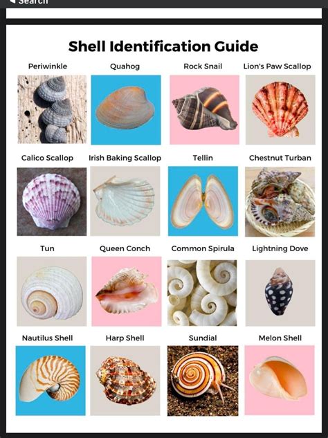 Image Result For Shell Identification Artofit