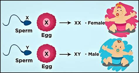 Scientific Semi Scientific Ways To Predict Baby Gender