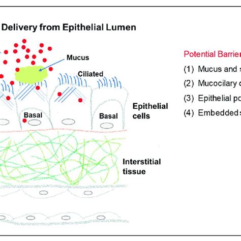 Gene Editor Delivery From An Epithelial Lumen Potential Barriers To