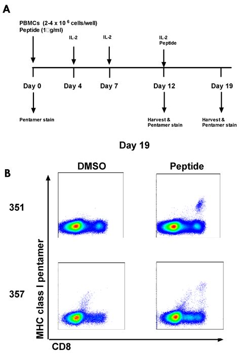 Vaccines Special Issue T Cell Memory To Vaccination