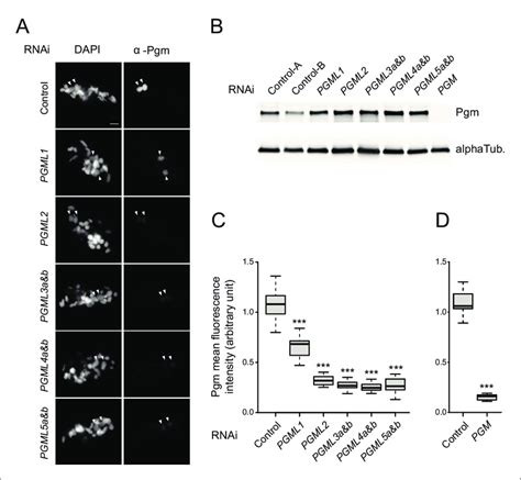 Expression And Localization Of Pgm In Pgml Kds A Immunostaining Of Download Scientific