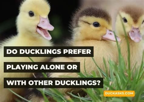 What Do Ducklings Like To Play With Duck Asks