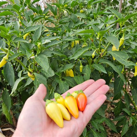 Sandia Love Cascabella Peppers So Good When Pickled 😁find Our