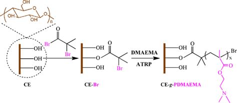 The Scheme Of Surface Initiated Atrp Of Pdmaema On Cellulose Based