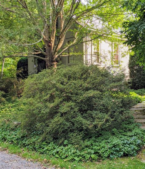 Pruning My Azaleas The Martha Stewart Blog