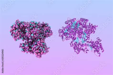 Anthrax Toxin Lethal Factor Molecular And Crystal Structure Of Anthrax Toxin Produced By