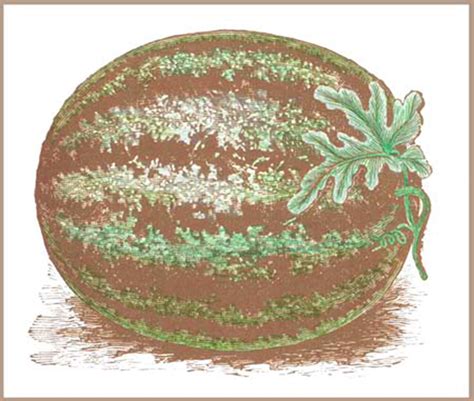 The 5 000 Year Secret History Of The Watermelon National Geographic