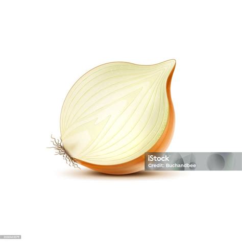 고립 된 현실적인 노란 생 양파 야채 절반 3차원 형태에 대한 스톡 벡터 아트 및 기타 이미지 3차원 형태 건강한 생활방식 건강한 식생활 Istock