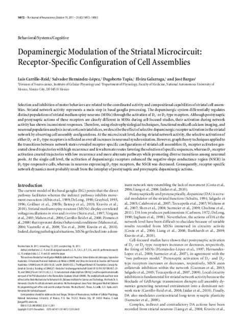 Pdf Dopaminergic Modulation Of The Striatal Microcircuit Receptor Specific Configuration Of