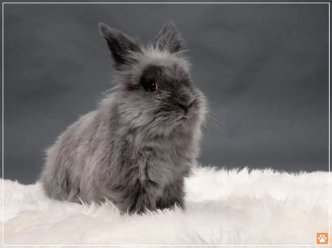 Lionhead Rabbit Types Varieties And Colors Vivo Pets