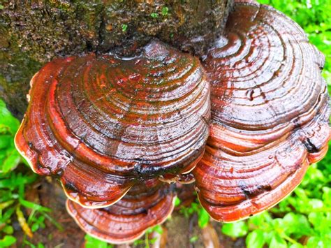 Ganoderma Mushrooms That Grow On Trees That Are Dry And Weathered Stock