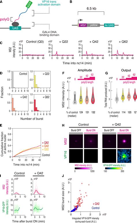Functional Coordination Between Transcription Factor Clustering And