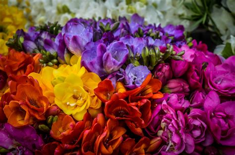 무료 이미지 배경 아름다운 아름다움 닫다 색깔 화려한 장식 플로라 꽃 무늬의 꽃들 신선한 정원 녹색 시장 자연스러운 담홍색 빨간 시즌