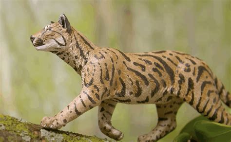Little Known Facts About Proailurus The Worlds First Cat