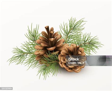 흰색 배경에 분리 가문비 나무 바늘의 가지와 소나무 콘 사실적인 벡터 일러스트레이션 솔방울 코니퍼 방울에 대한 스톡 벡터 아트 및 기타 이미지 솔방울 코니퍼 방울