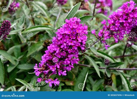 Closeup Of Buddleia Flutterby Petite Tutti Frutti In A Garden Stock