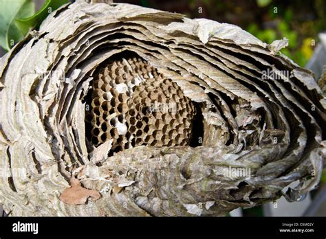 Cross Section Of A Wasp Nest Stock Photo Royalty Free Image Alamy