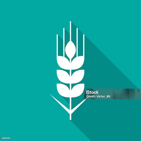 긴 그림자 있는 밀 그레인 아이콘입니다 평면 디자인 스타일입니다 건강한 식생활에 대한 스톡 벡터 아트 및 기타 이미지 건강한 식생활 곡초류 그림자 Istock
