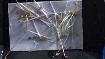 ESA PROJECT Seeds In Space