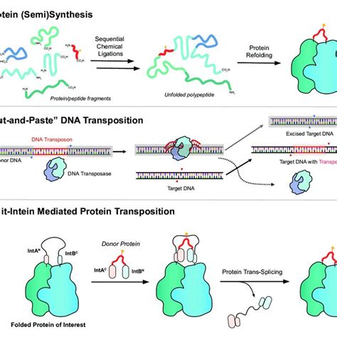 Design Of A Split Intein Mediated Protein Transposition Reaction A