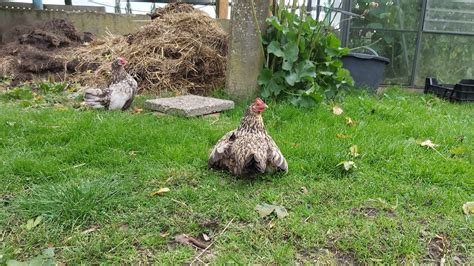 Moeskers Moestuin Indische Dames En Tante Lien