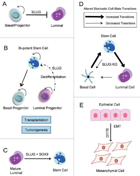 Slug Is A Regulator Of Mammary Epithelial Cell State Dynamics