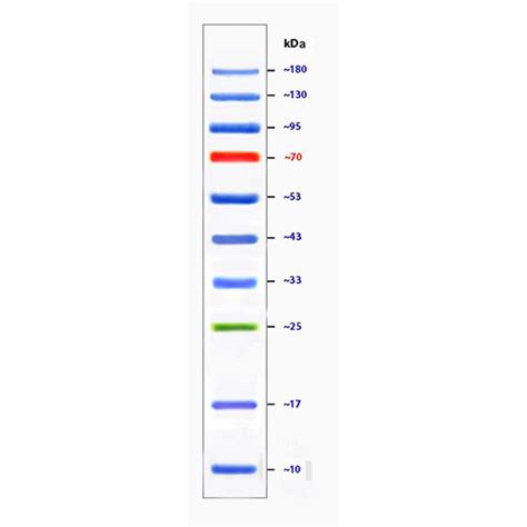 Prestained Protein Ladders And Unstained Protein Ladders Cbpg