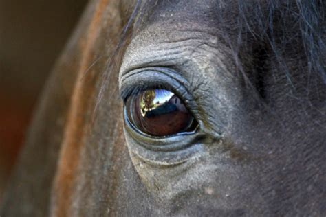 The Swift Runner Home