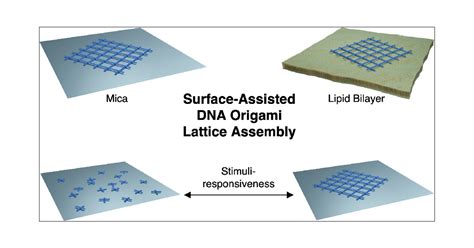 Dynamics Of Dna Origami Lattices Bioconjugate Chemistry