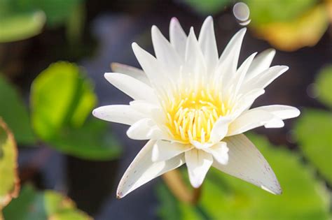 아름 다운 꽃이 만발한 수생 흰색 수련 꽃 녹색 연못 배경 자연 천연 식물 식물 환경 생명 유기 체 생태학 식물학과 불교 상징 개념 개화기에 대한 스톡 사진 및 기타 이미지