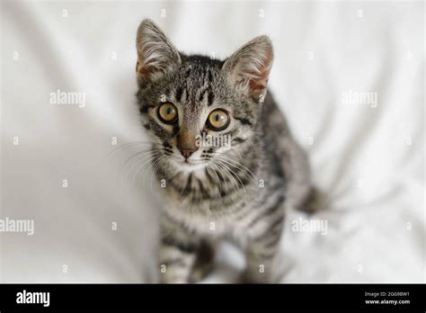 Tabby Cats With Large Eyes