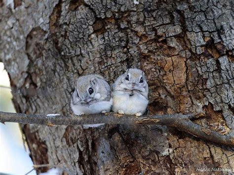22 Photos Of Japanese Dwarf Flying Squirrels That Are Beyond Adorable