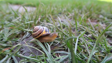 Spring Worm Nature Free Pictures Free Photos Free Image From