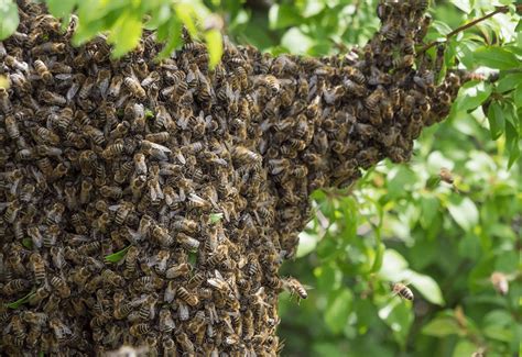 Swarm Removal JBeeHoney Com