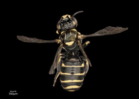 Ceratina Ceratinidia Exotic Bee Id