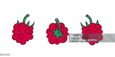 투명한 배경에 손으로 그린 산딸기 세트 육즙이 많은 과일의 고립된 벡터 그림 개체 그룹에 대한 스톡 벡터 아트 및 기타 이미지 개체 그룹 건강한 생활방식 건강한