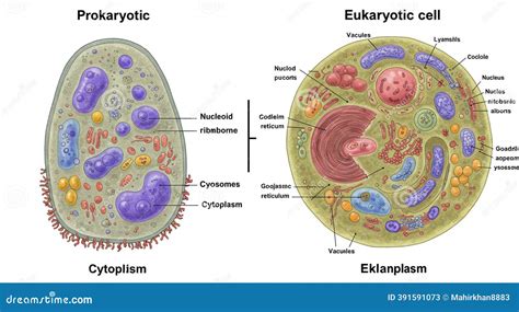 Prokaryotic Cell Structure Chart Vector Medical Illustration