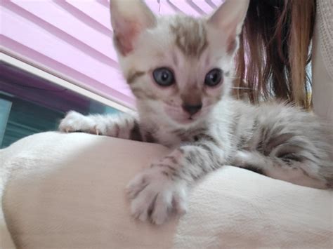 ♡7월30일생 뱅갈고양이분양 ♡ 네이버 블로그 ♡7월30일생 뱅갈고양이분양 ♡ 네이버 블로그