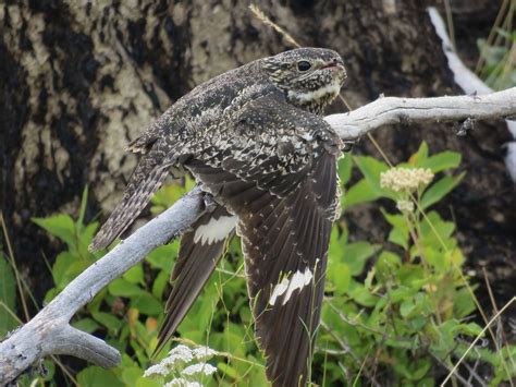 Ml252665001 Common Nighthawk Macaulay Library