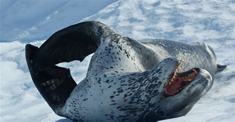 Leopard Seal Vs Penguin Whats The Difference A Z Animals