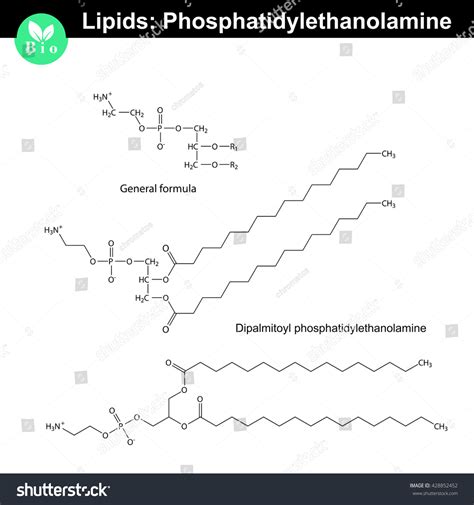 Phosphatidylethanolamine Structure