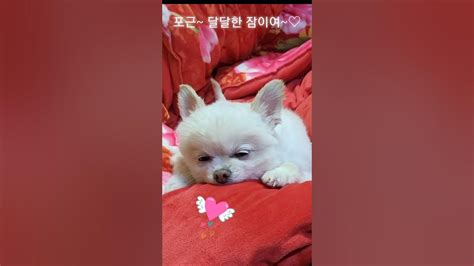 달달한 꿈나라 여행중~몽깨 행복시선視禪 Youtube