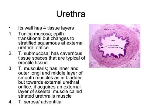 Lecture Urinary System Histology Ppt