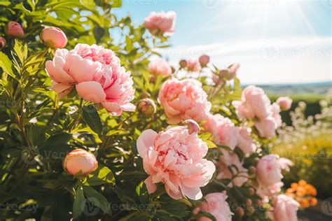 Flower Garden Gardening And Countryside Nature Beautiful Peony