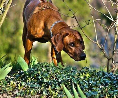 ridgeback wallpaper download to your mobile from phoneky