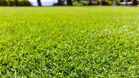 When To Add Lime To Lawns Why You May Need To How To Do It Homes And