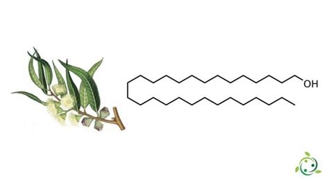 Octacosanol Chemical Formula Occurrence In Nature Properties