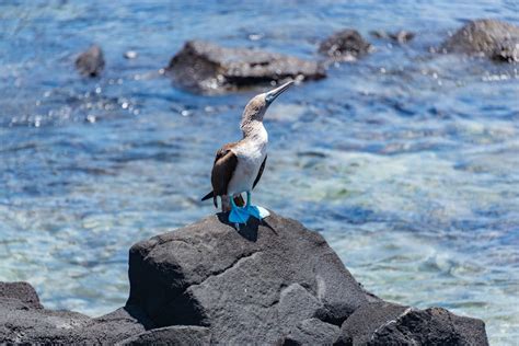 Boomy 동영상 편집하는 방법과 장점들을 알아봅시다 Develop Tv