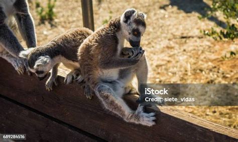 아테네 그리스에 울타리에 줄무늬 꼬리 좌석과 여우 원숭이 공원에 대한 스톡 사진 및 기타 이미지 공원 귀 부분 그리스 Istock
