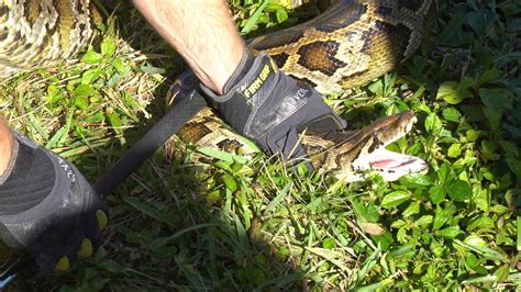 Invasive Burmese Pythons In South Florida Youtube